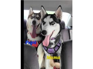 Siberian Husky Puerto Rico