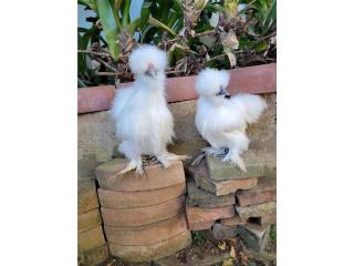 Silkies blancas show quality Puerto Rico