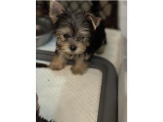 Yorkie Macho Puerto Rico