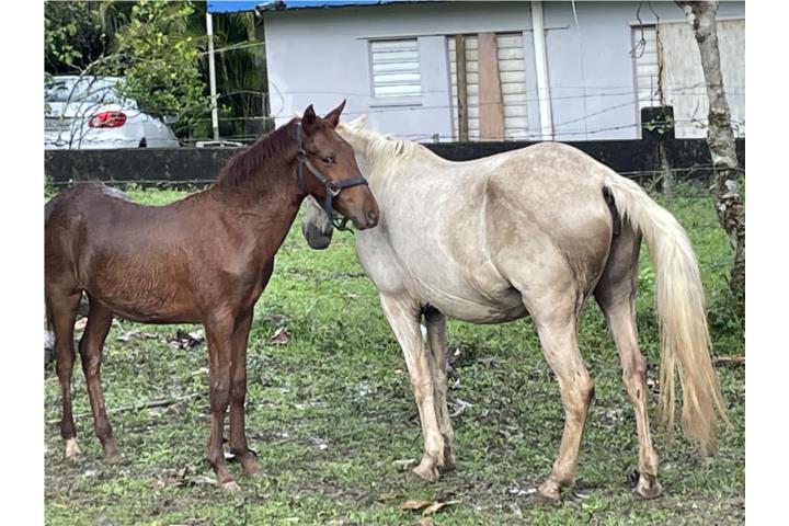 Potros Puerto Rico