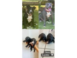 Pit bull blue Puerto Rico