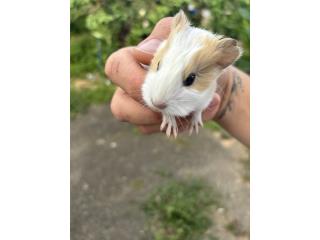 Guimos Cuis Puerto Rico