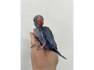 RINGNECK VIOLETA NO ADN Puerto Rico