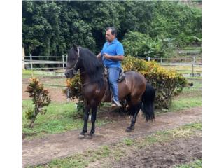 Caballo de paso fino Puerto Rico