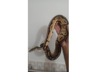 Ball Python Cinnamon O.D. 0.1 (hembra) Puerto Rico
