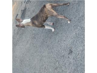 Boston Terrier Puerto Rico