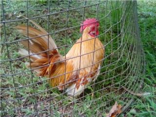 Gallito Kikiriki Puerto Rico