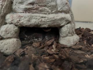 Pitón bola Puerto Rico