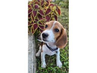 Beagle Hembra Puerto Rico