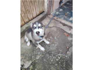 Siderian Husky Puerto Rico