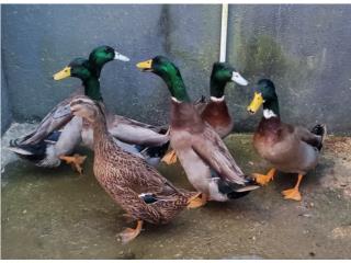 Patos Rouen Puerto Rico
