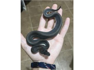 Reptiles Puerto Rico, ClasificadosOnline.com