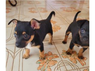 Raza pequeña Puerto Rico