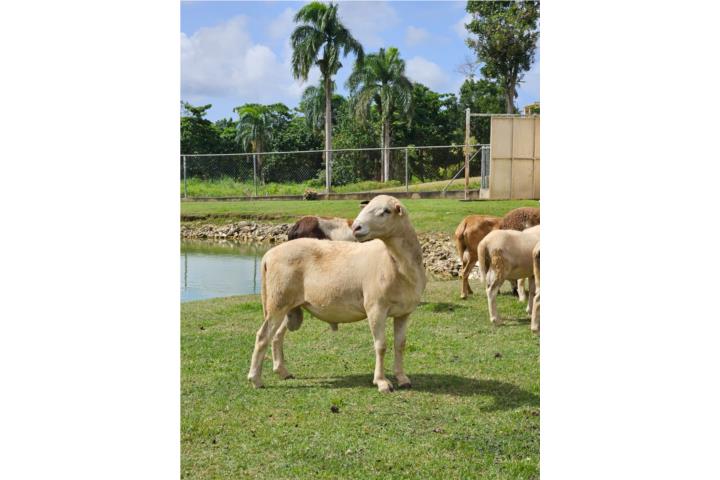 Ovejas jóvenes Puerto Rico
