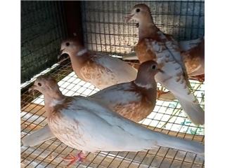 Collarinas canagüellas Puerto Rico