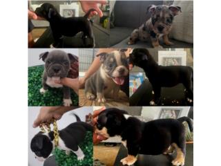 American bully pocket Puerto Rico