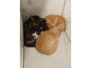 Garitos pequen¨os Puerto Rico