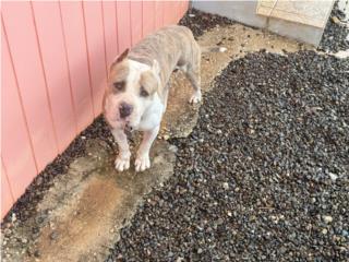 Pitbull STANDFORD SHIRE Puerto Rico