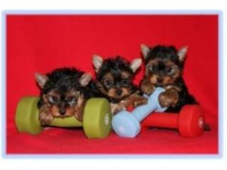 Yorkie Macho Puerto Rico