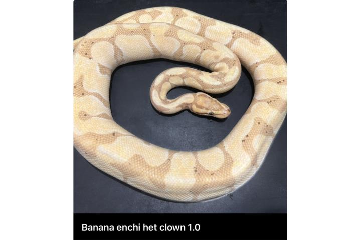 Lote ball python adultas Puerto Rico