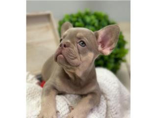 Bella Frenchie Puerto Rico