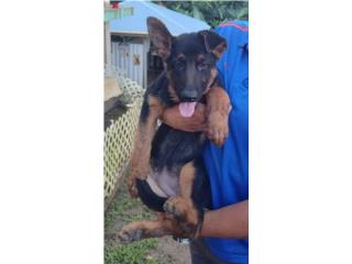 Germán Shepherd Puerto Rico