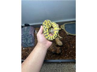 Reptiles Puerto Rico, ClasificadosOnline.com