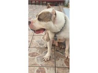 Pitbull StanfordShire Puerto Rico