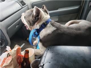 Pit bull Puerto Rico