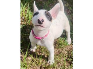 Bull Terriers Puerto Rico