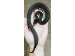 Ball Python Super Cinnamon Puerto Rico
