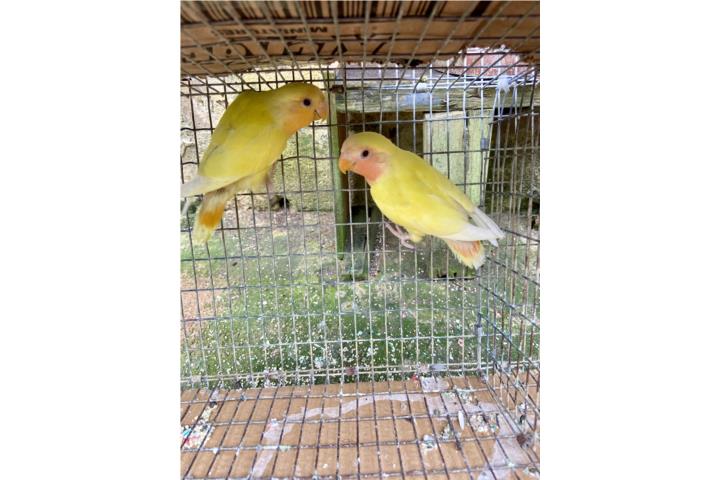 Pareja de Lovebird amarillos Puerto Rico