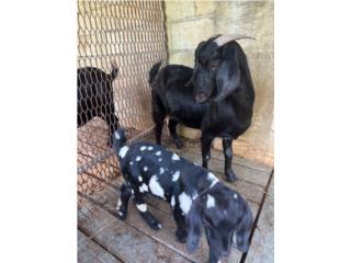 Cabras Boar y otras razas Puerto Rico