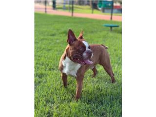 Boston Terrier Puerto Rico