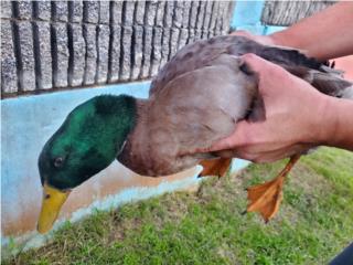 Hermosos patos rouen Puerto Rico