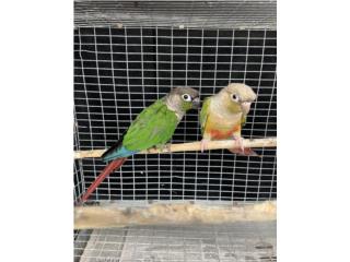 Pareja Green Check Puerto Rico