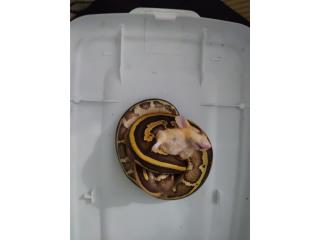 Ball Python Leopard Movaje Y.B. 0.1(hembra) Puerto Rico