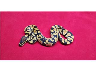 Reptiles Puerto Rico, ClasificadosOnline.com