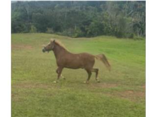 Caballo manso Puerto Rico