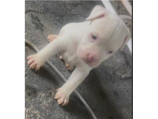 Pitbull Puerto Rico