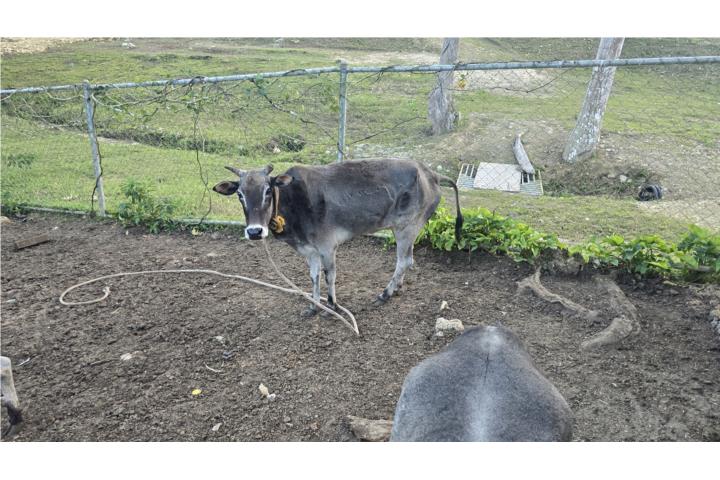 Vaca enana $1000 Puerto Rico