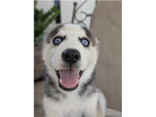 Preciosos Siberian Husky Puerto Rico