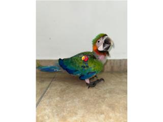 Guacamayo bebe Catablu macho Puerto Rico