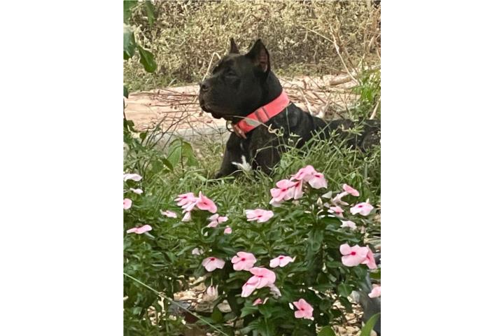 Cane Corso Puppy Puerto Rico