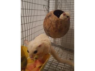 SUGAR GLIDER ALBINO Puerto Rico