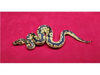 Serpientes Ball Python Puerto Rico