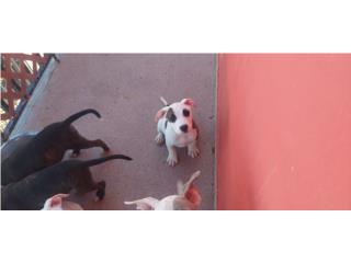 Peritos pit Bull de 3 meses para adoptar Puerto Rico