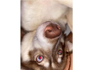 Siberian Husky / Huskies Puerto Rico
