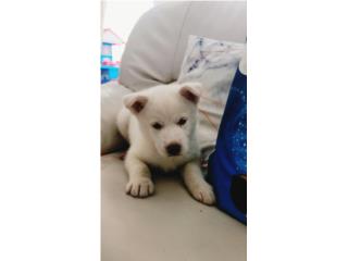 SIBERIAN HUSKY PUPPY HEMBRA Puerto Rico