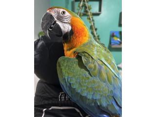 Guacamayo Catalina Semi Manso Puerto Rico